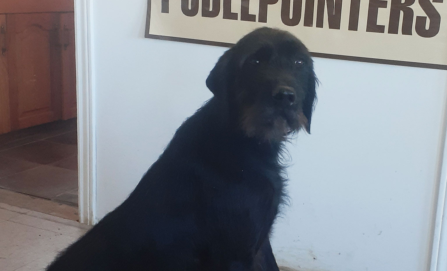 Pineridge Pudelpointers Hunting and Preserves