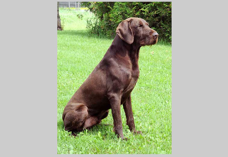 Pineridge Pudelpointer's MAX