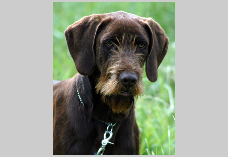 Pineridge Pudelpointer's MAX