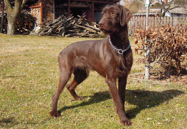 Pineridge Pudelpointer's Otti