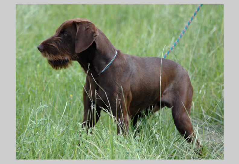 Pineridge Pudelpointer's MAX