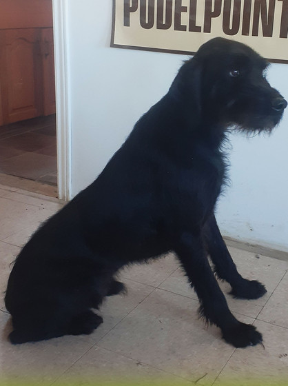 Pineridge Pudelpointers Hunting and Preserves