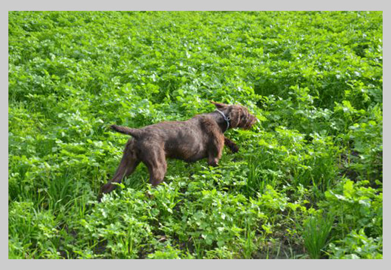 Pineridge Pudelpointer's Otti