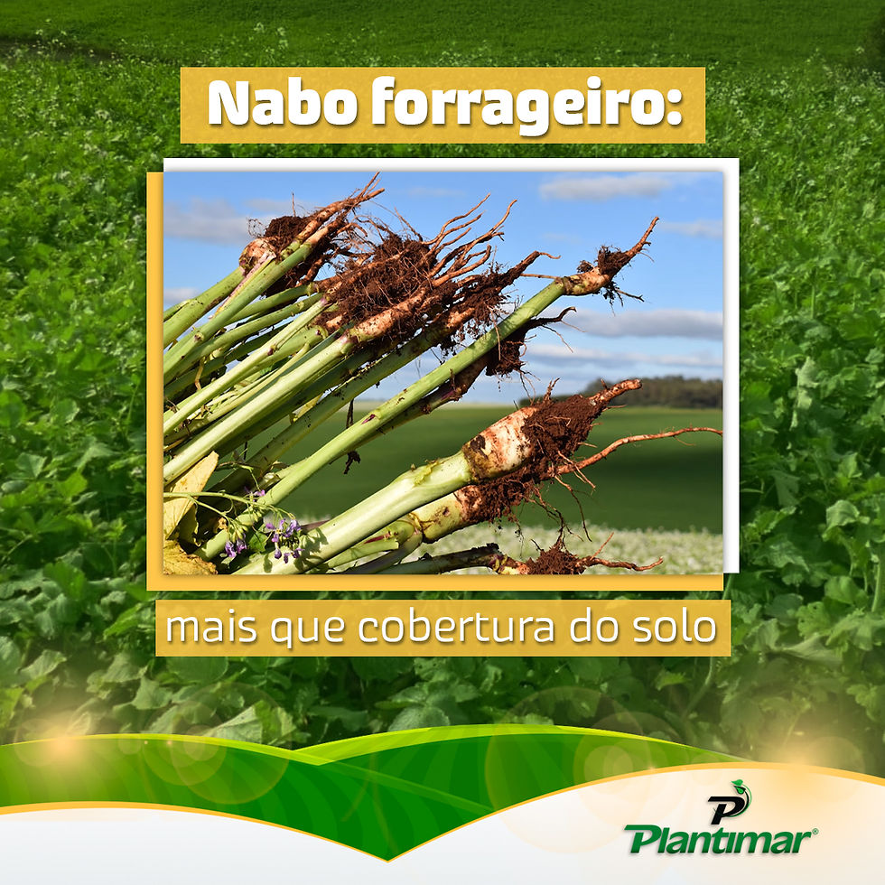Nabo forrageiro: mais que cobertura do solo