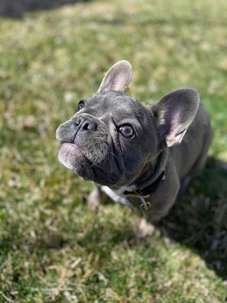 Fun Frenchie Facts - most frenchies can't swim!