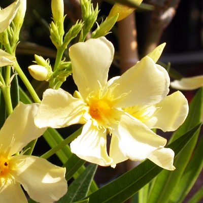 Nerium Yellow - Flowering Shrubs | Sundari Gardens