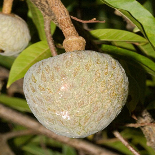Bullock Heart/ Ramaphal (Grafted)- Fruit Plants & Tree | Sundari Gardens