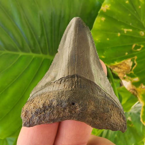 Megalodon Tooth 2.44" - Florida River | I hunt dead things