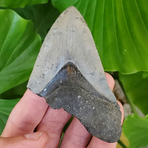 Megalodon Tooth 3.68" - Florida Gulf | I hunt dead things