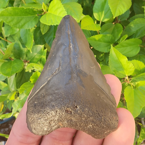 Megalodon Tooth 2.98" - Florida River | I hunt dead things