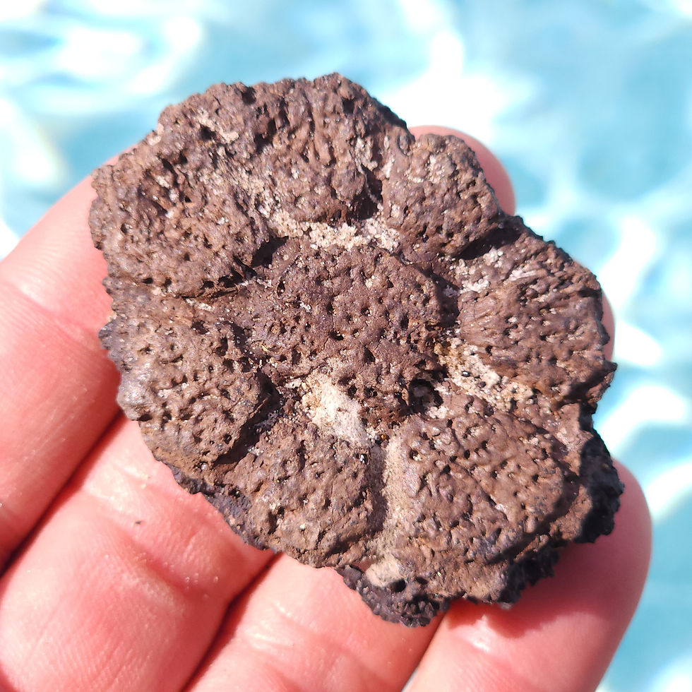 Premium Glyptodon Scute | I hunt dead things
