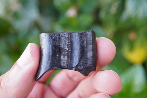 Giant Sloth Tooth - Florida Ice Age | I hunt dead things