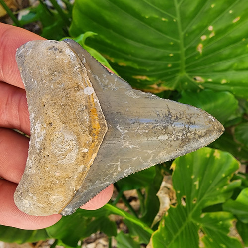 Megalodon Tooth 3.02" - Florida Gulf | I hunt dead things