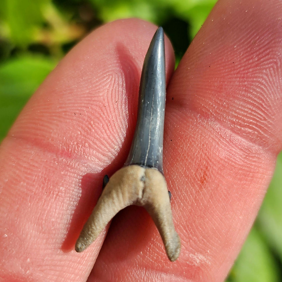 Shark Teeth | I hunt dead things