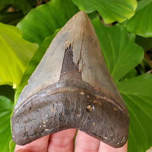 Megalodon Tooth 3.61" - Florida River | I hunt dead things