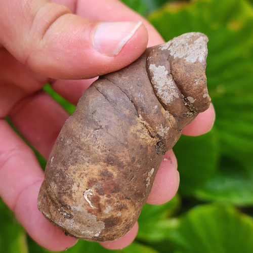 Coprolite - (Fossilized Poop) - Florida River | I hunt dead things