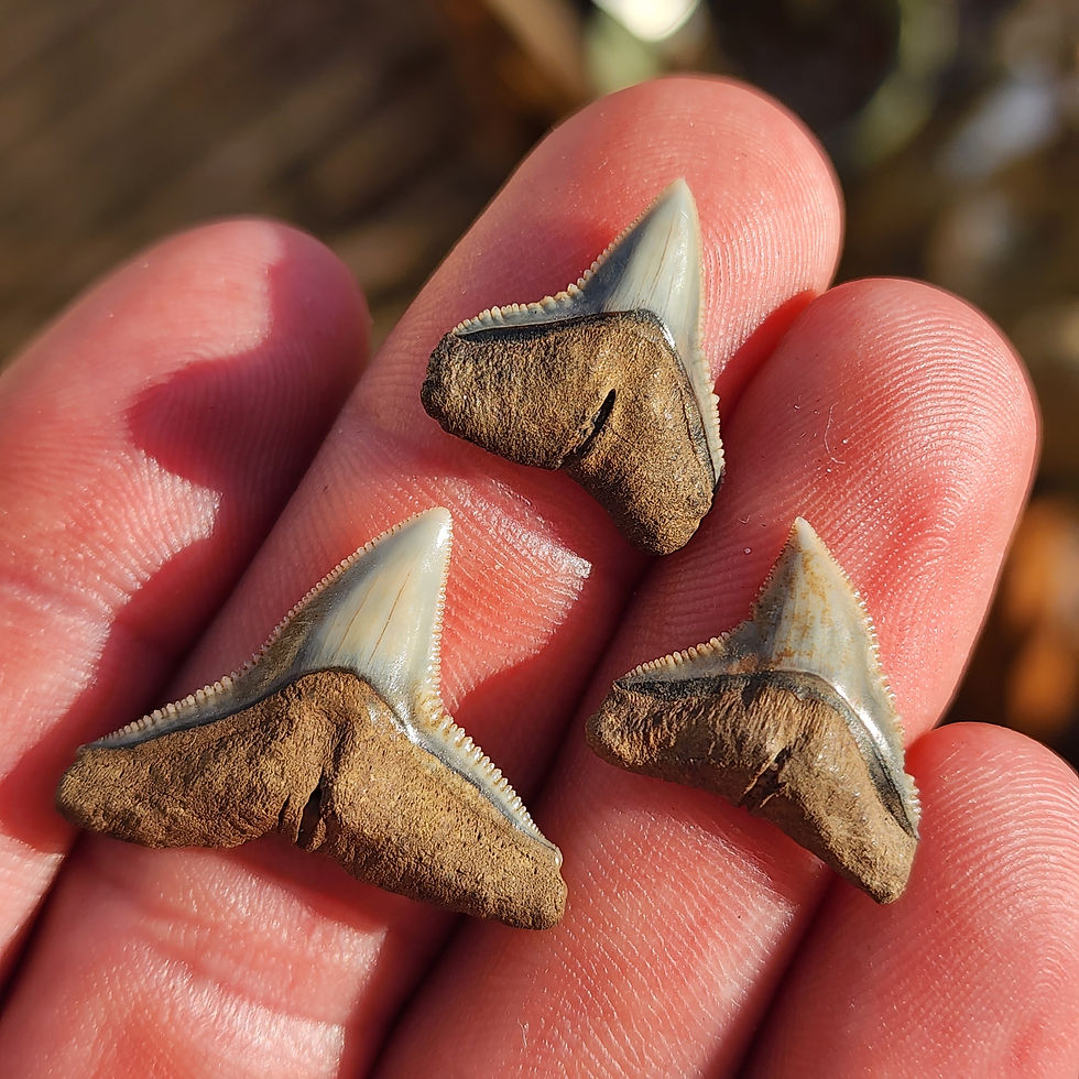 Shark Teeth | I hunt dead things