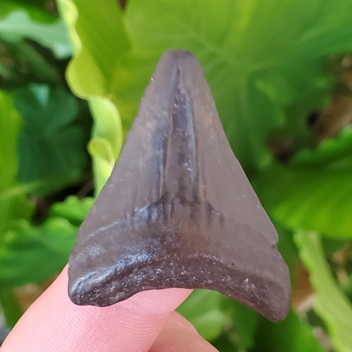 Megalodon Tooth 1.75" - Florida River | I hunt dead things