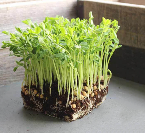 Pea Microgreens | Superhero Greens