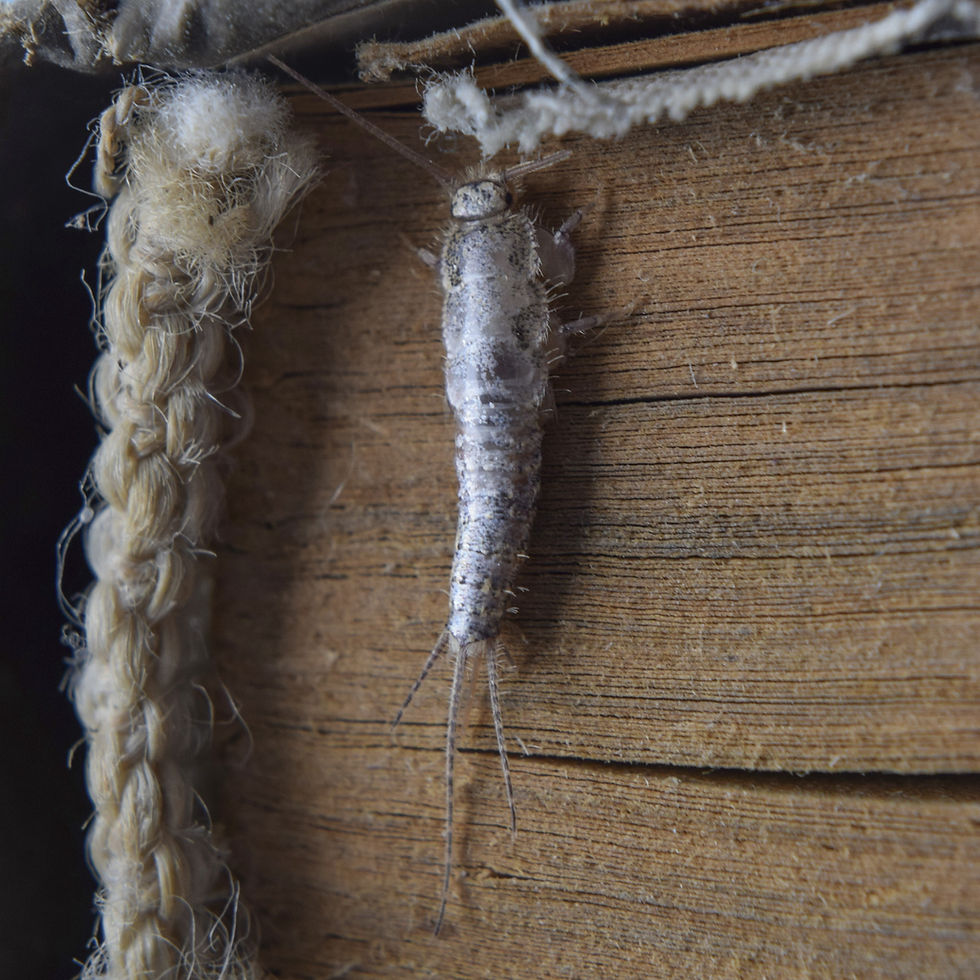 Services | Savi Pest Solutions, LLC