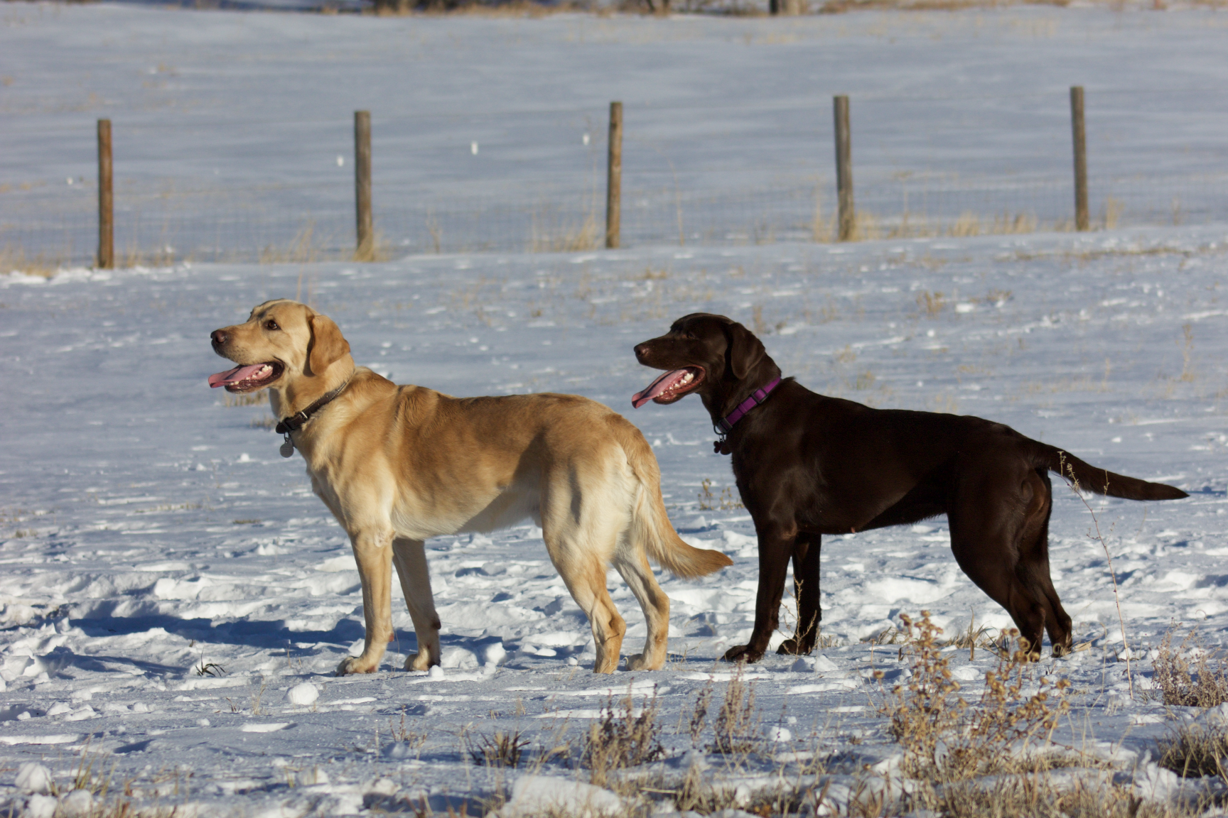 Our Dogs | albrecht-farms-labs