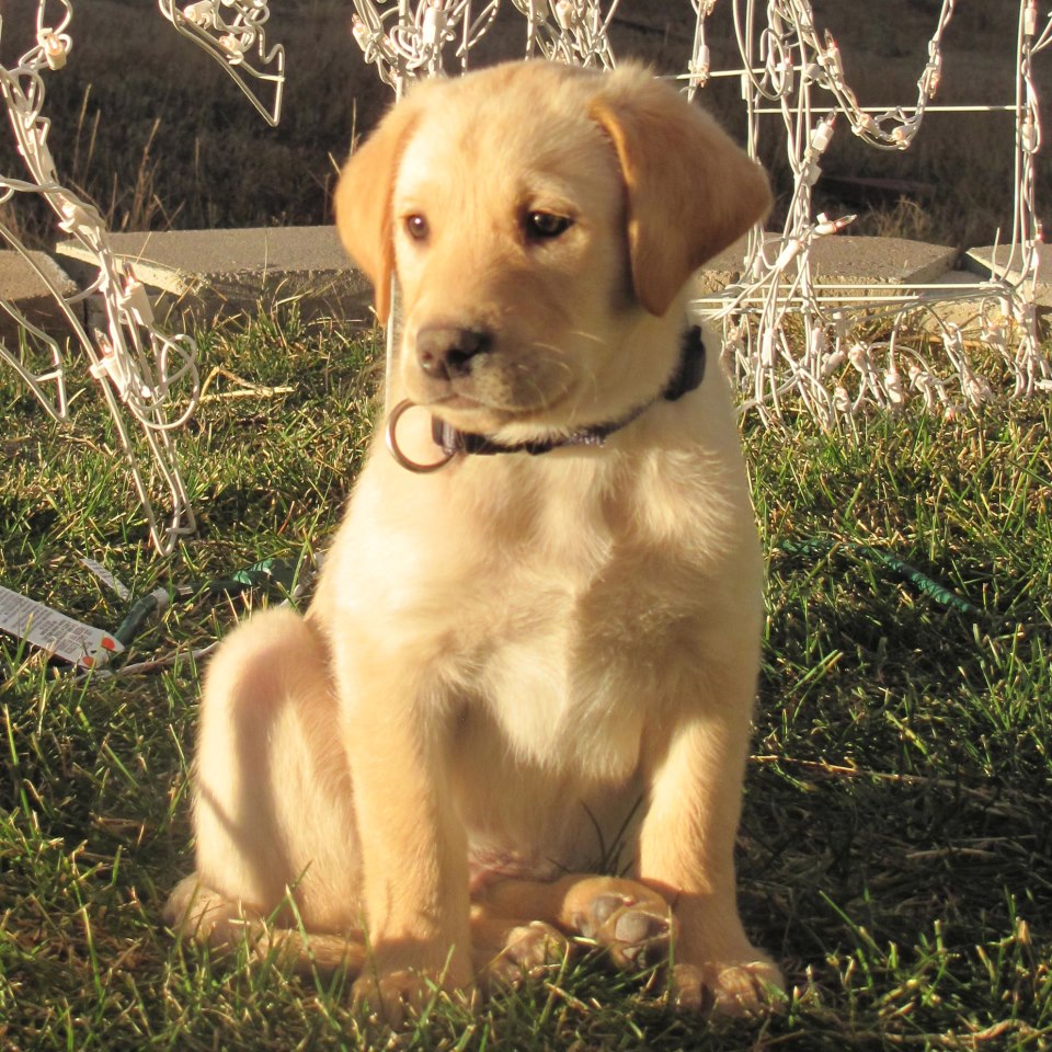 Our Dogs | albrecht-farms-labs