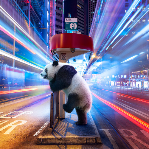 Panda waiting Tram (2024) | 13A New Street