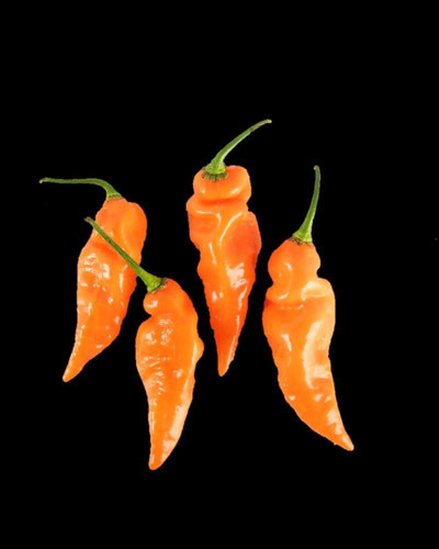 Piment Végétarien - La Maison Du Piment