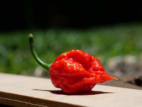 Dragon's Breath Pepper Seeds - La Maison Du Piment
