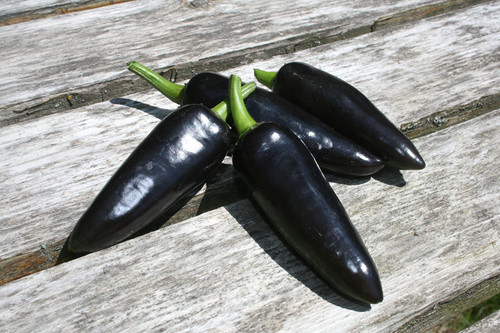 Piment Noir de Hongrie - La Maison Du piment