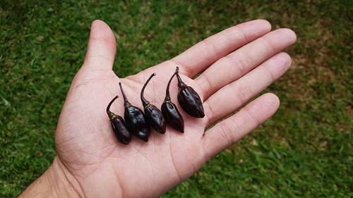 Graines de piment Kathumby Black - Piment noir rare - Passion Piment