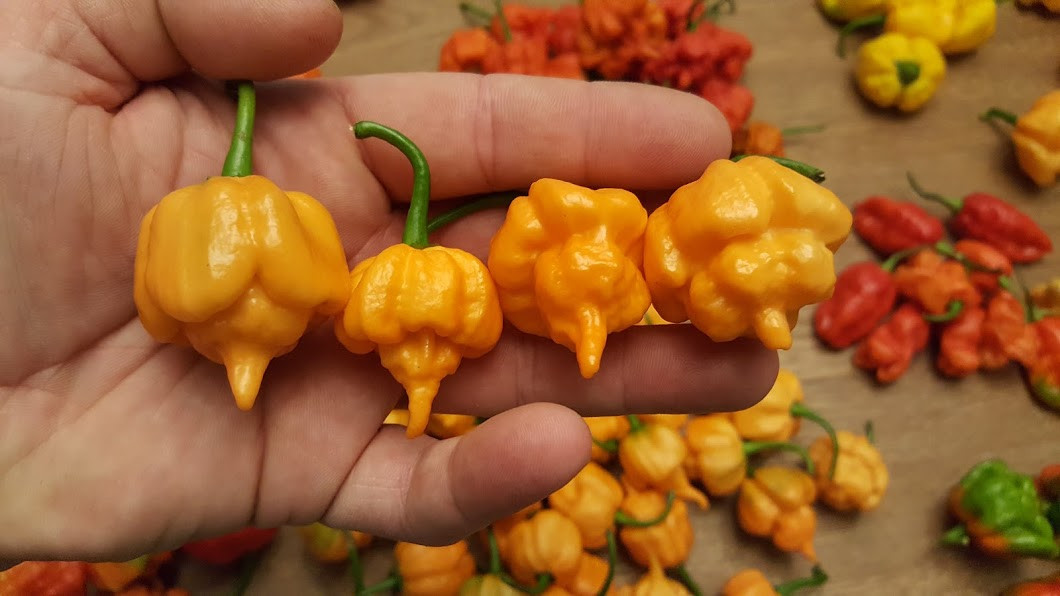 Blog | Passion Piment