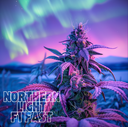 Northern Light F1 Fast | Happy Seeds