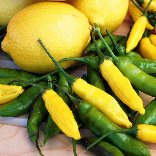 Graines de piment Lemon Drop (Aji Lemon) - La Maison Du Piment