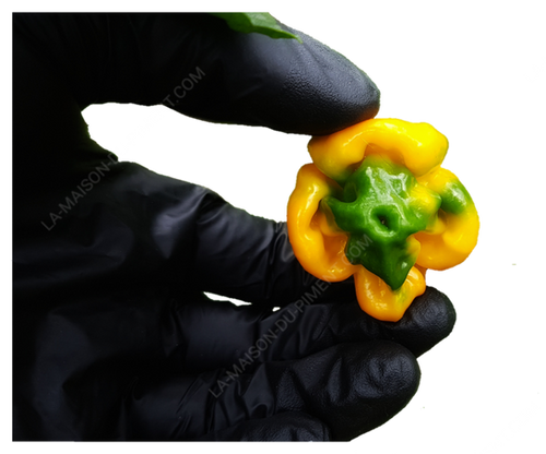 Trinidad Scorpion Moruga Jaune - La Maison Du Piment