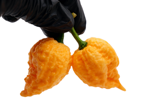 Brain Collapse | Passion Piment