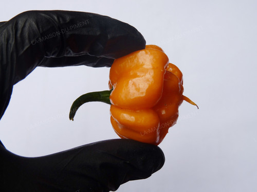 Bahamian Goat | Passion Piment