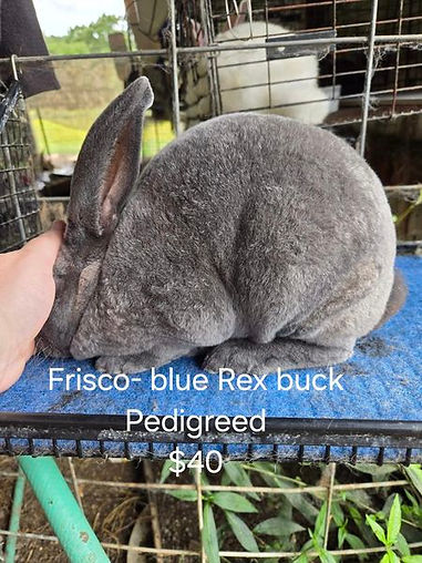 Available | Rocky Hill Rabbits | Pocahontas