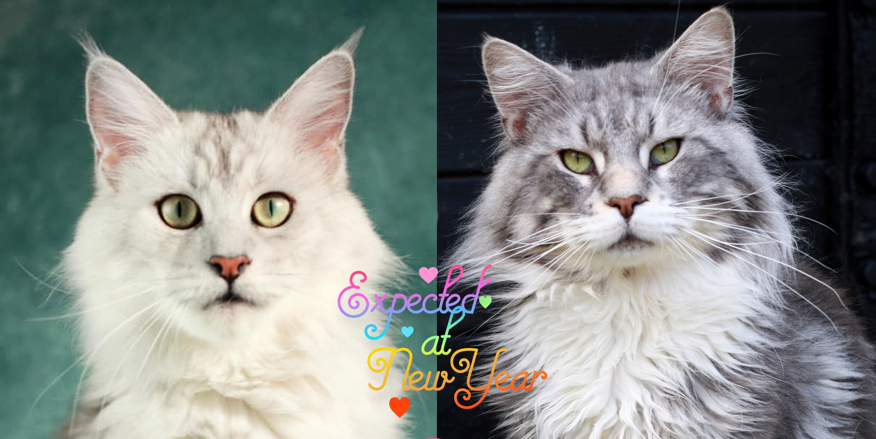 Planning | Cattery Macadamia