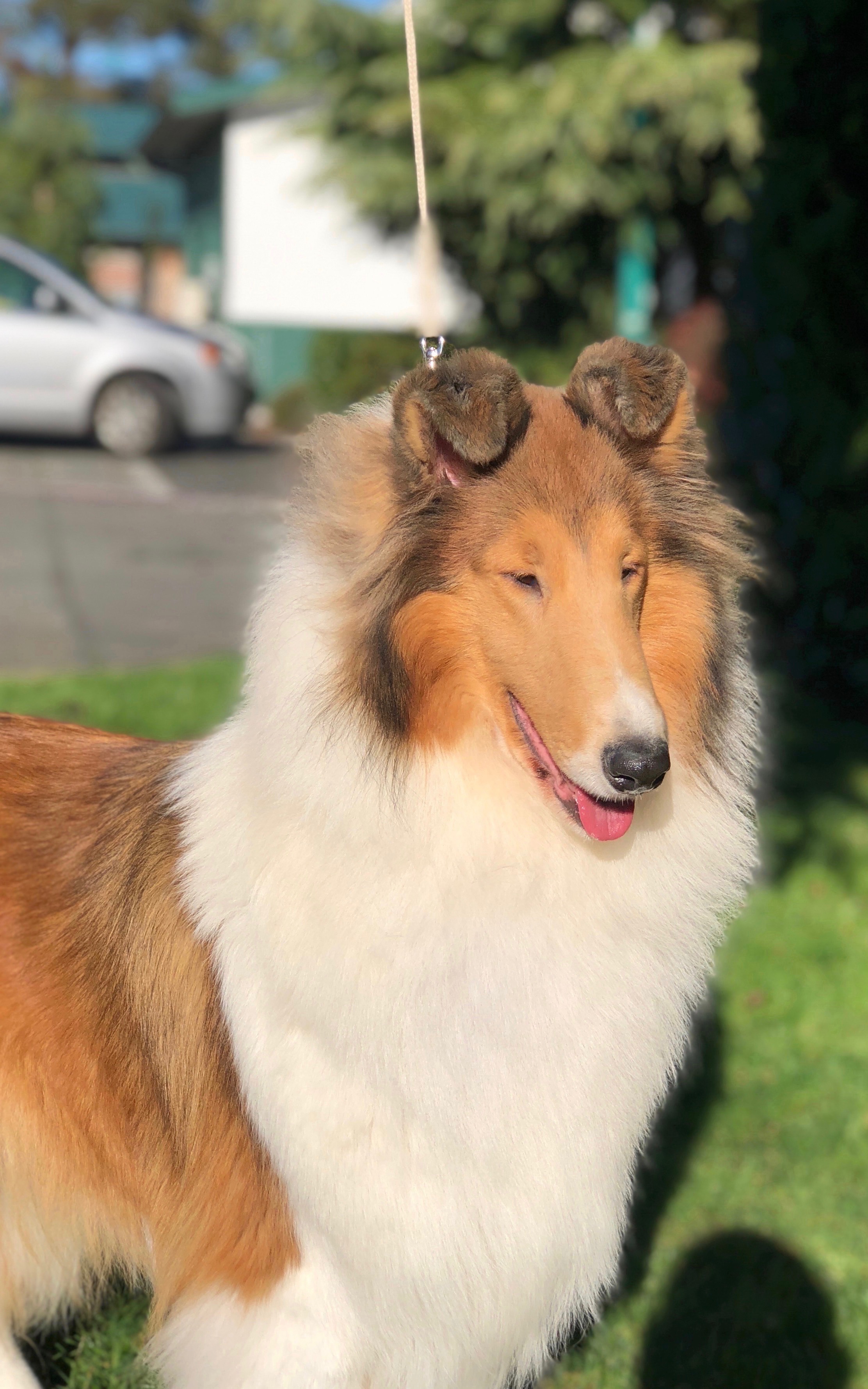 Aurealis Classical Era