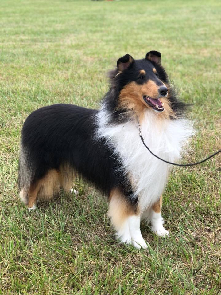 GCh. Southland Aurealis Island Nights