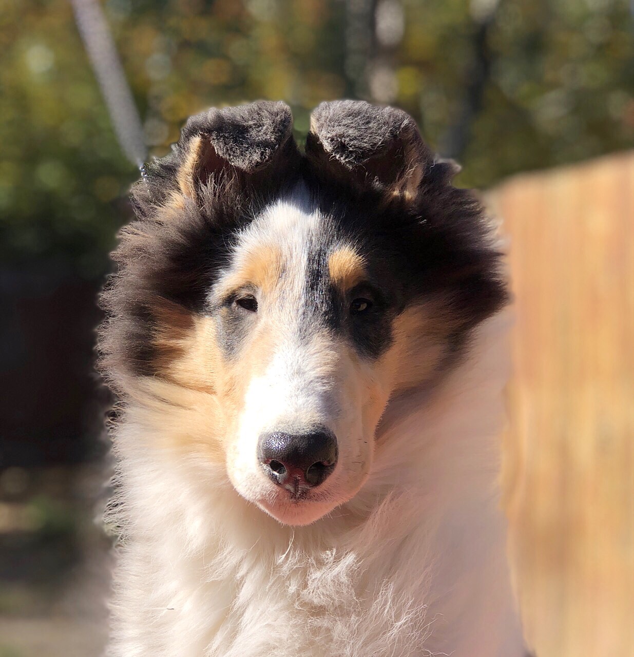 Aurealis Reminiscence