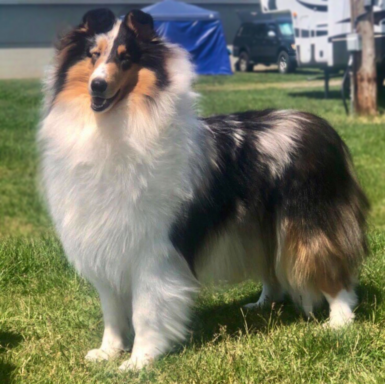 Aurealis Reminiscence