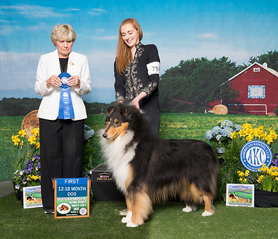 Aurealis Stud Dogs