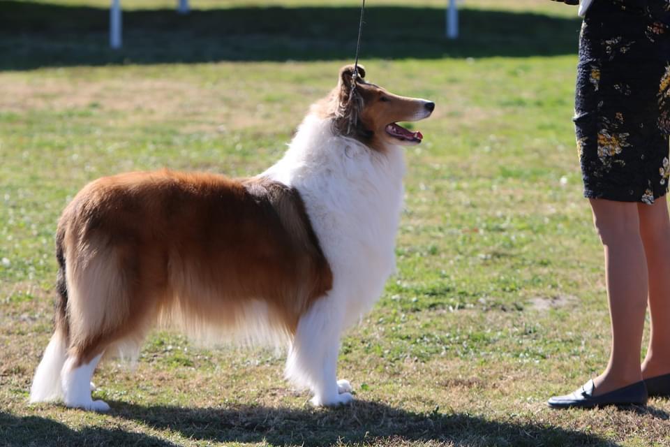 Aurealis Classical Era