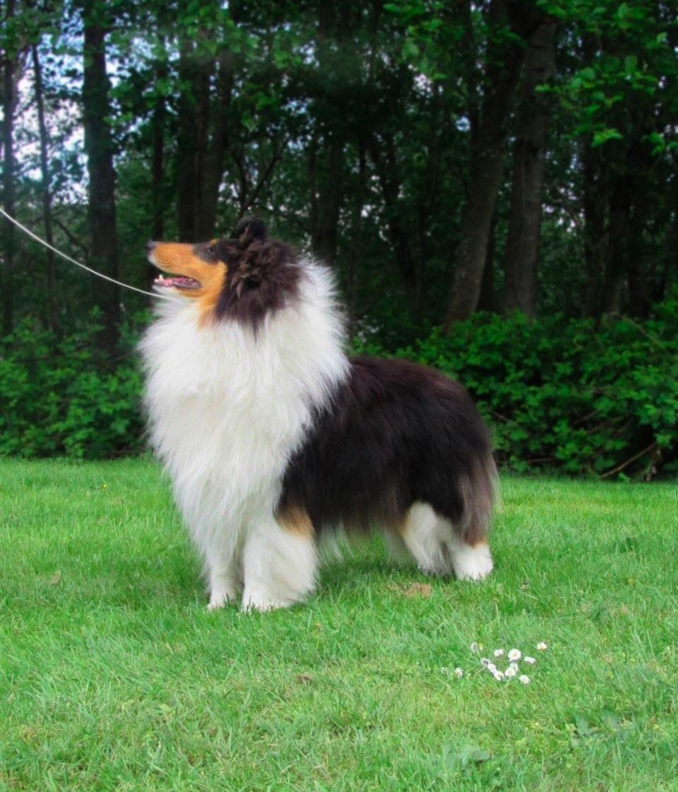 Aurealis Incandescence