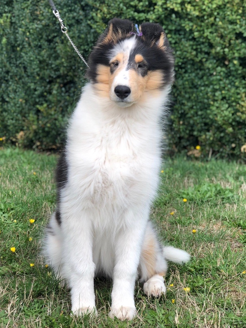 Aurealis Reminiscence