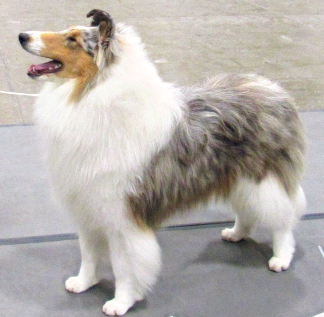 Aurealis Constellation