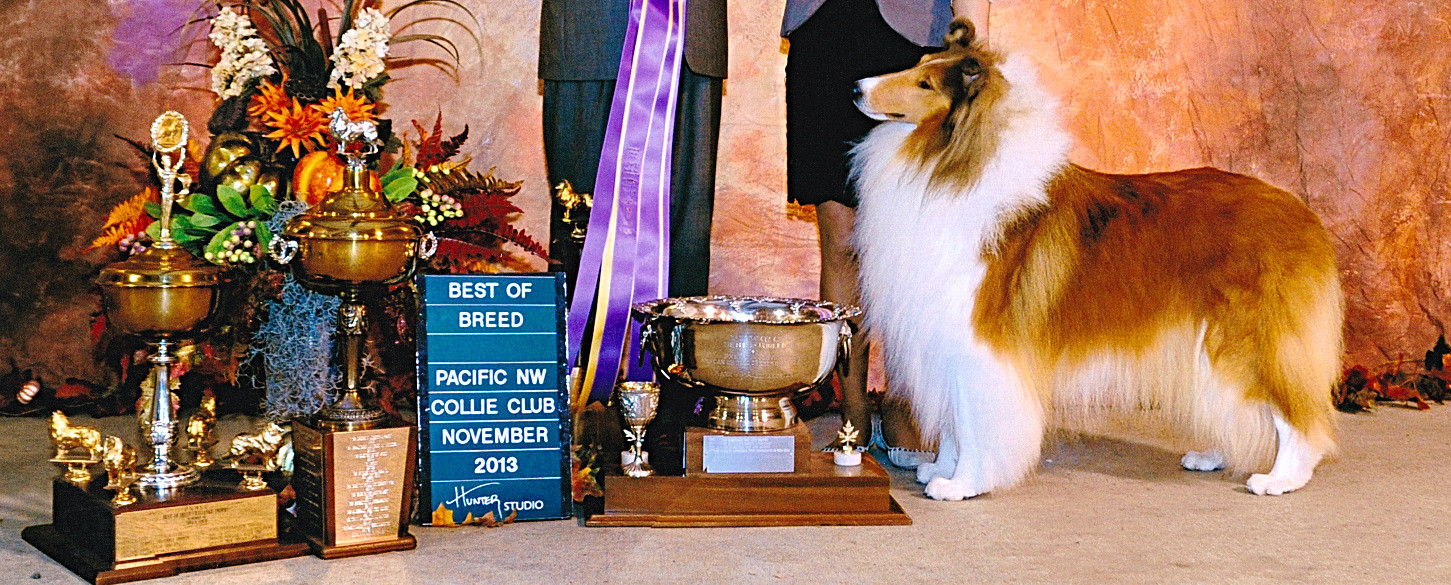 Aurealis Collies | Est. 1976 | Washington (USA)