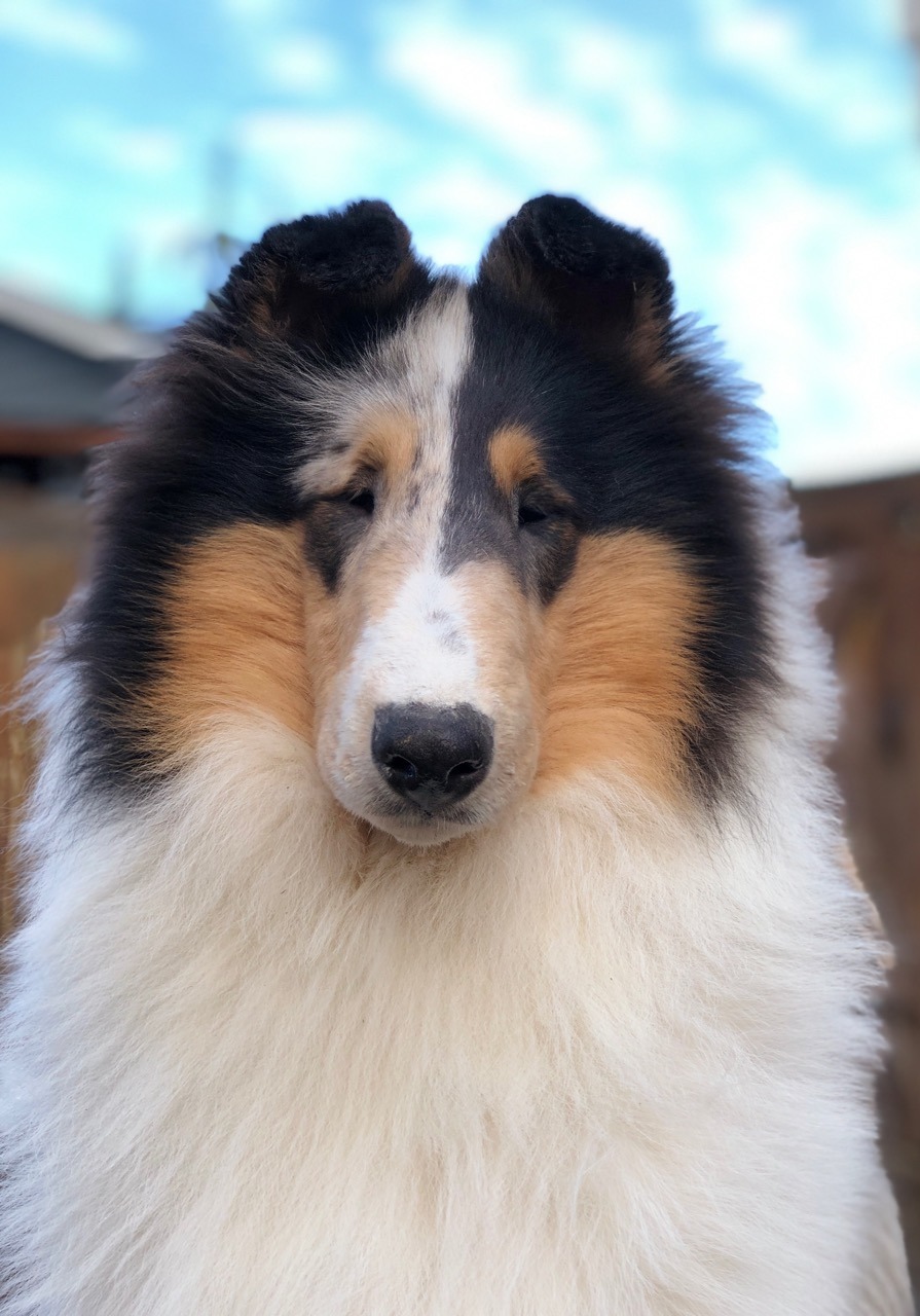 Aurealis Reminiscence